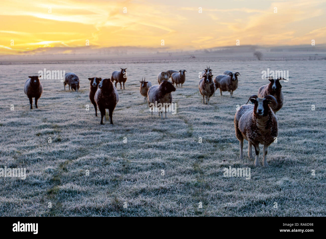Jacob sheep herd, The national animal of the Jewish people, hardy and ...