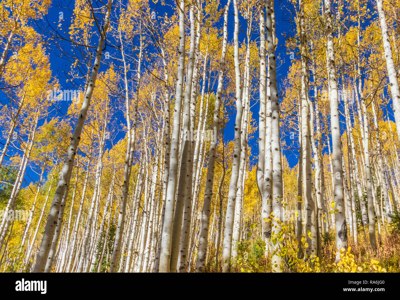 Scenic drive with autumn color along Ohio Pass Road in Colorado Stock ...