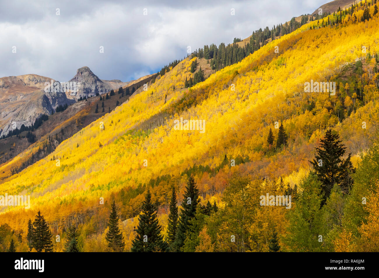 Aspen trees and autumn color along US Highway 550, the Million Dollar ...