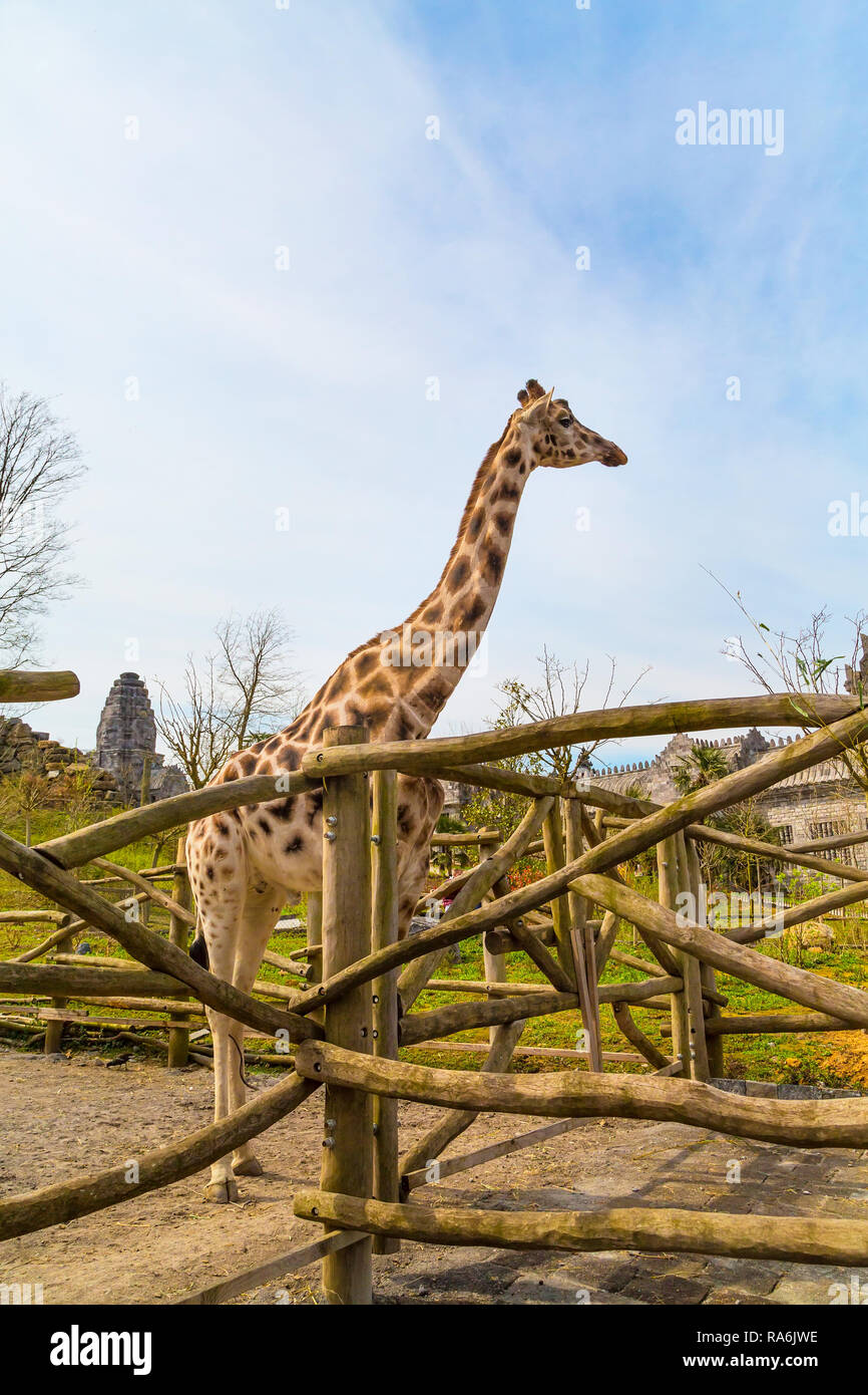 Nice giraffe hi-res stock photography and images - Alamy