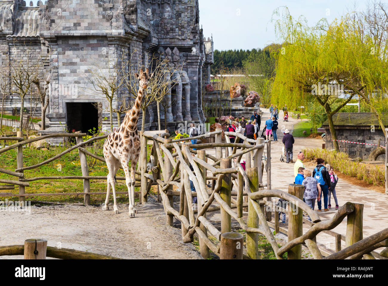 Pairi Daiza, Belgium - April 11, 2016: Giraffe in the zoo Pairi Daiza ...