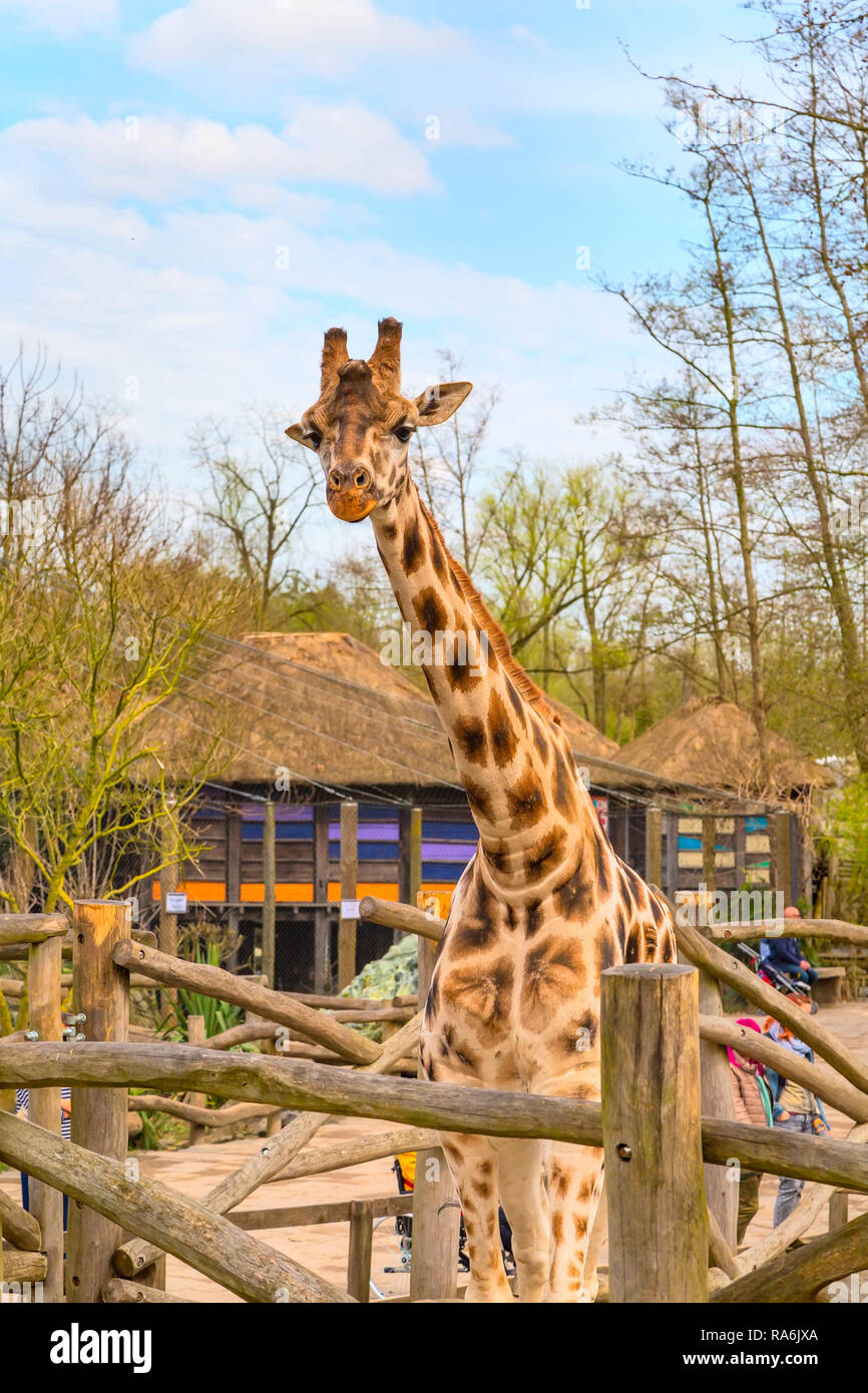Puzzled giraffe hi-res stock photography and images - Alamy