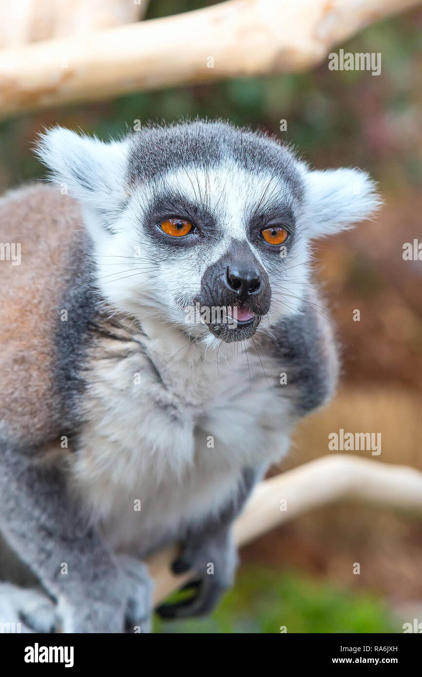 Cute cunning Ring-tailed lemur aka Lemur catta on the branch showing ...