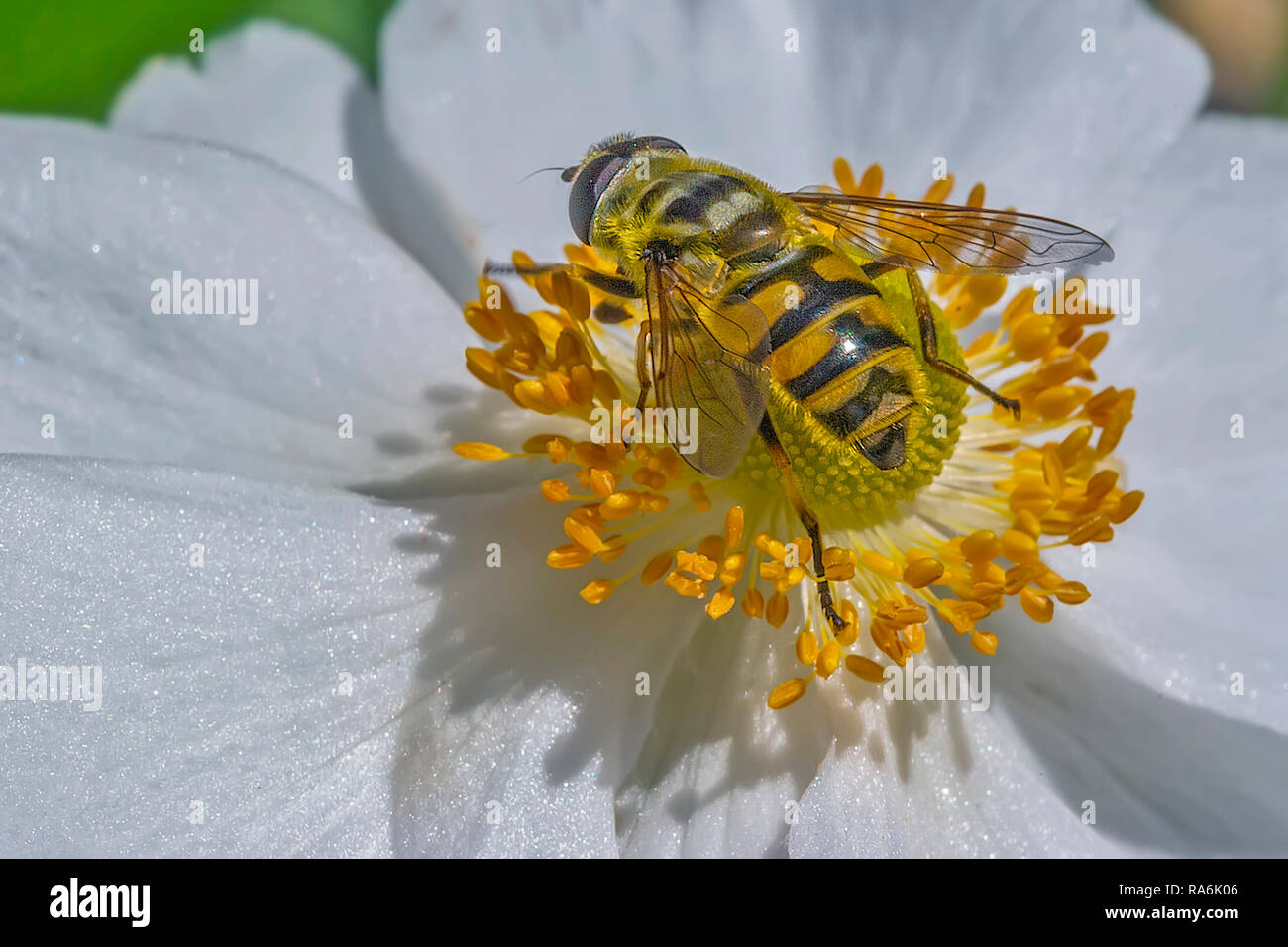 Hoverfly (Syrphidae) Diptera Arthropoda On A Flower Stock Photo - Alamy