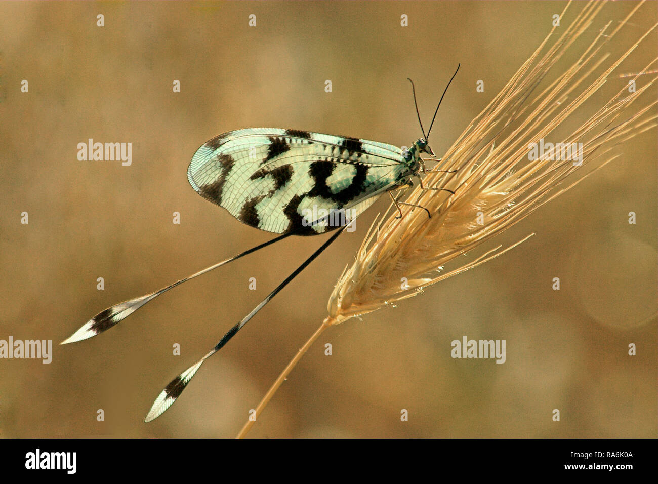 Spoonwing Lacewing (Nemoptera Simuata),Samos,Greece Stock Photo - Alamy