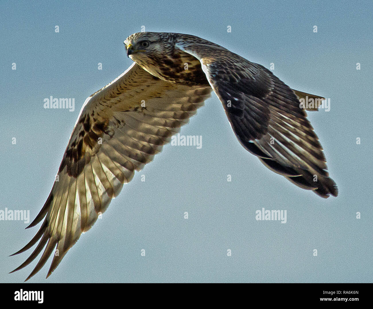 Female rough legged hawk hi-res stock photography and images - Alamy