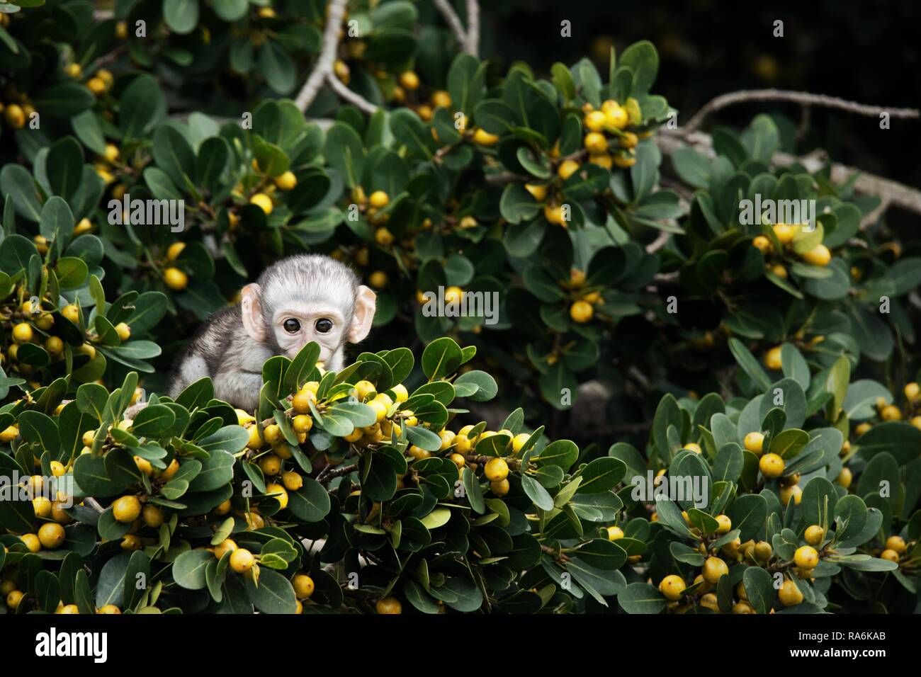 Vervet monkey (Chlorocebus pygerythrus), young, St. Lucia, South Africa ...