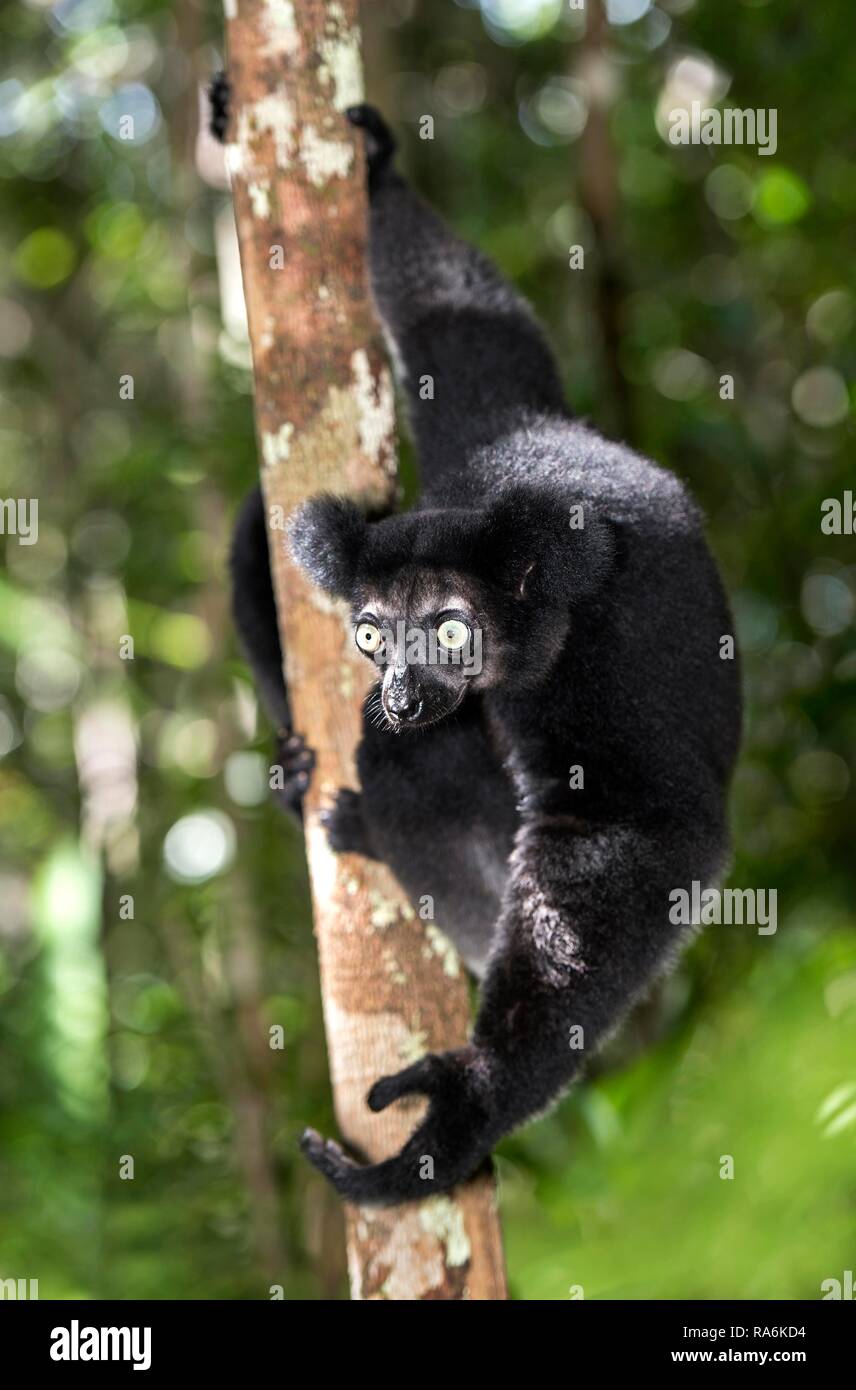 Indri madagascar hi-res stock photography and images - Alamy
