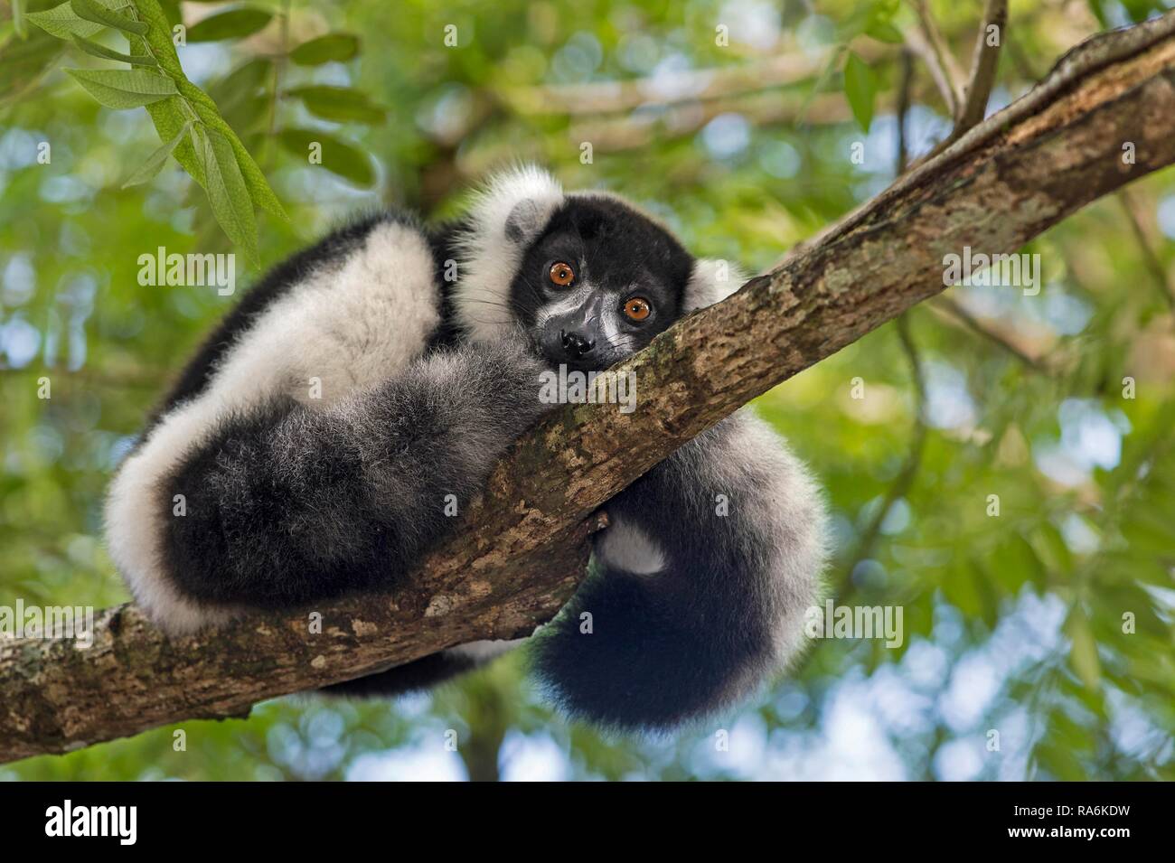 Black-and-white ruffed lemur (Varecia variegata), Ankanin Ny Nofy ...