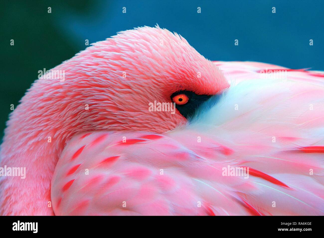 Flamingo Sleeping High Resolution Stock Photography and Images - Alamy