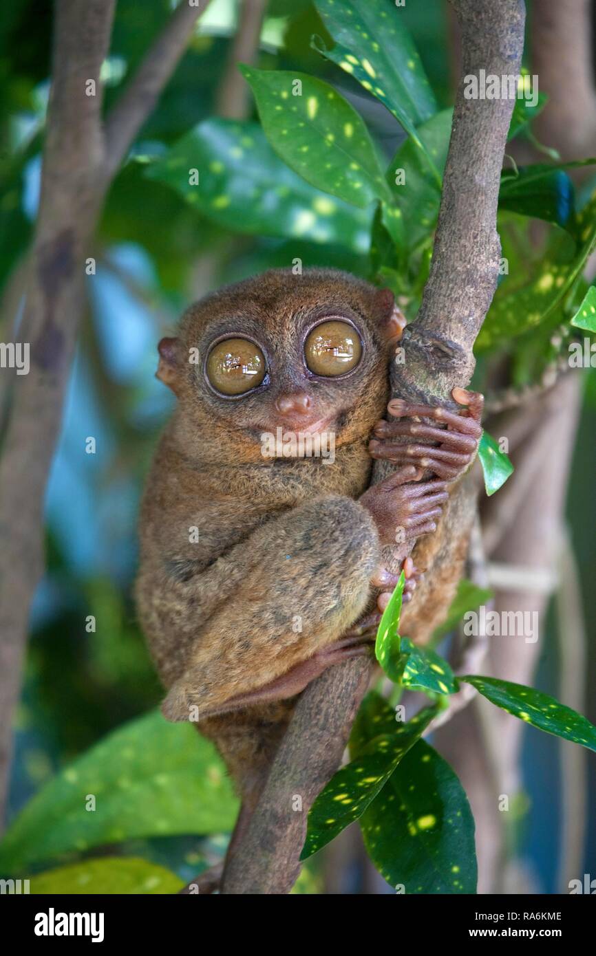 Philippine Tarsier Foundation High Resolution Stock Photography and ...