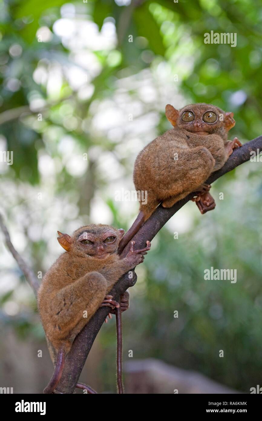 Philippine Tarsier Tarsius Syrichta Bohol High Resolution Stock ...