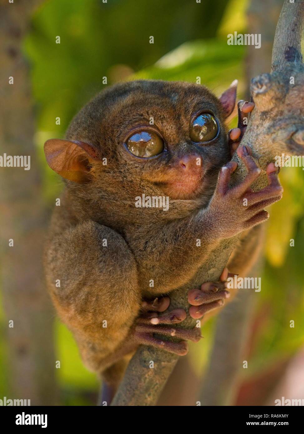 Philippine Tarsier Foundation High Resolution Stock Photography and ...