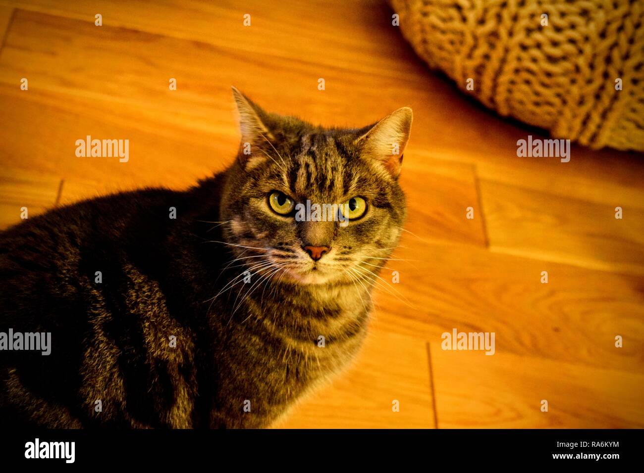 Tabitha, the tabby cat Stock Photo - Alamy