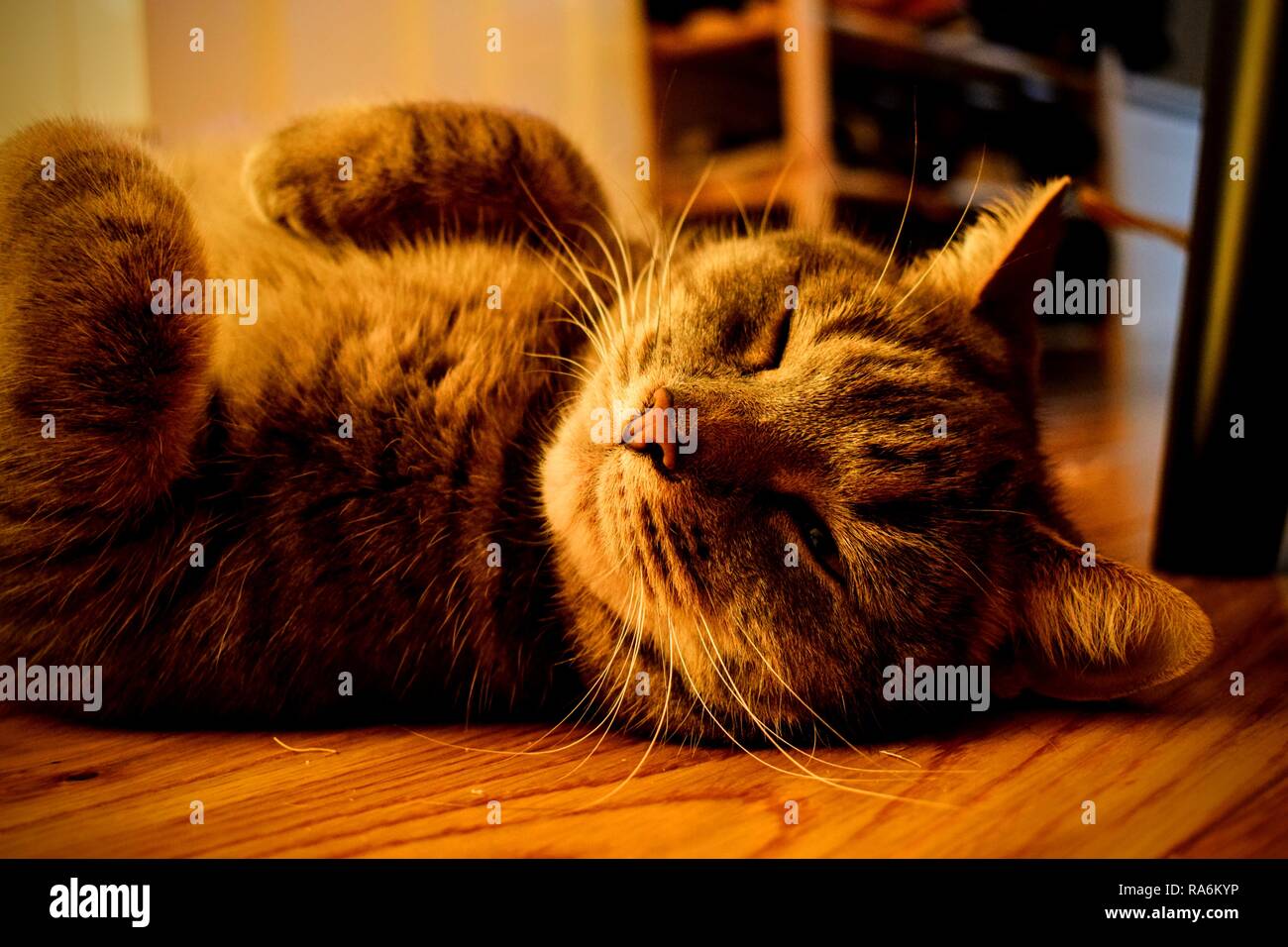 Tabitha, the tabby cat Stock Photo - Alamy