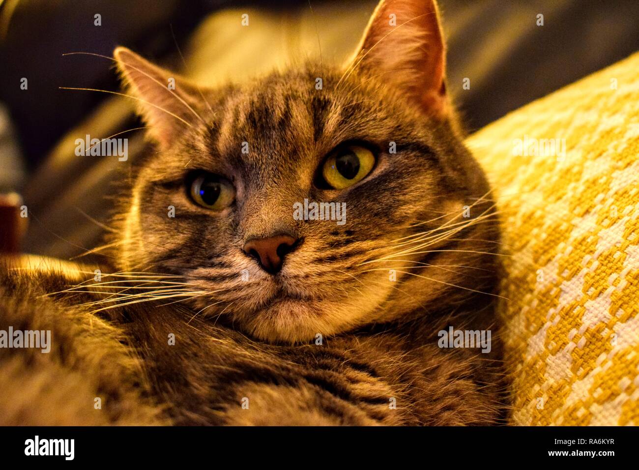 Tabitha, the tabby cat Stock Photo - Alamy