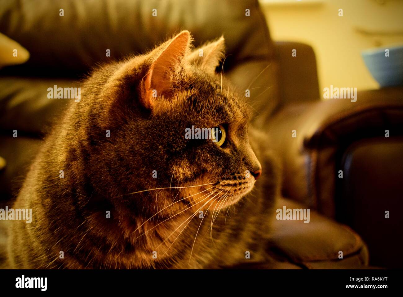 Tabitha, the tabby cat Stock Photo - Alamy