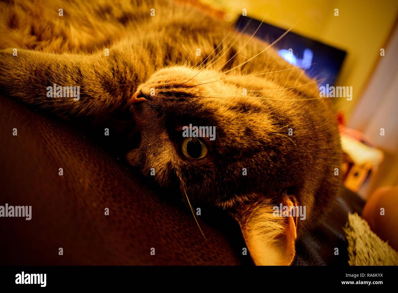 Tabitha, the tabby cat Stock Photo - Alamy