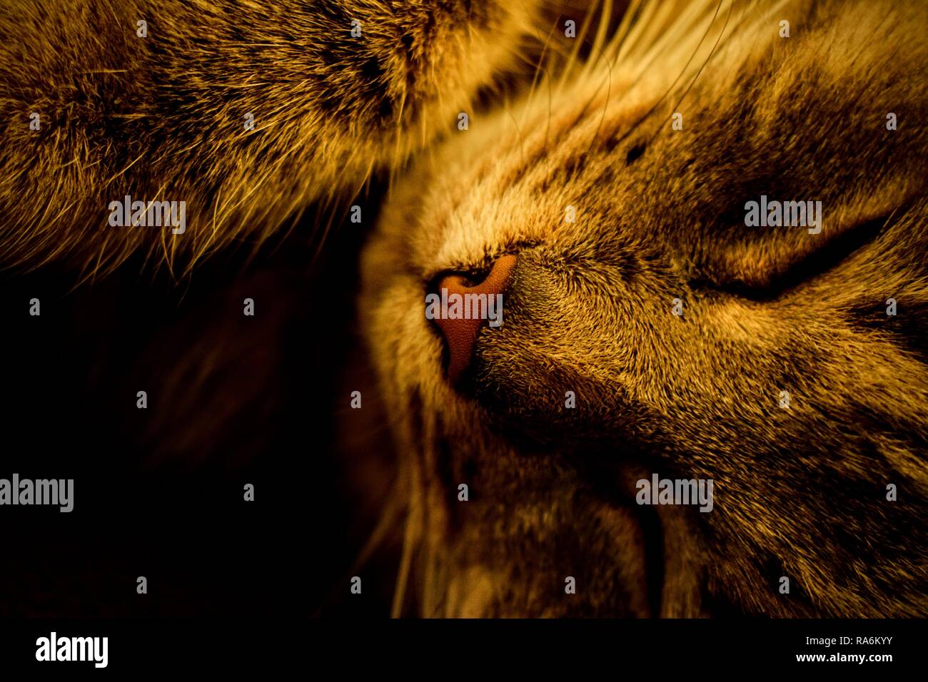 Tabitha, the tabby cat Stock Photo - Alamy