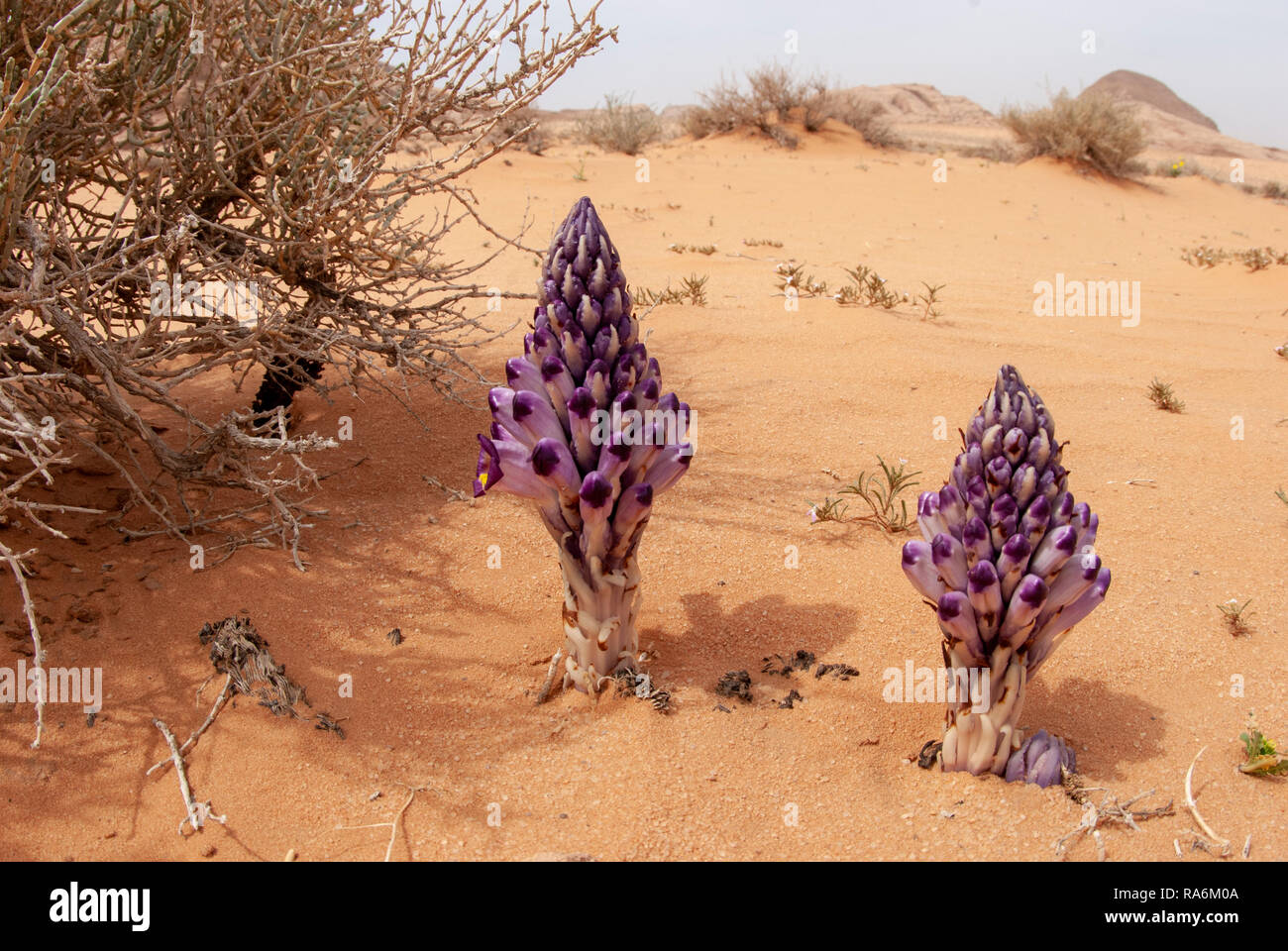 Violet Cistanche (Cistanche salsa) Also Violet Broomrape flowering in ...