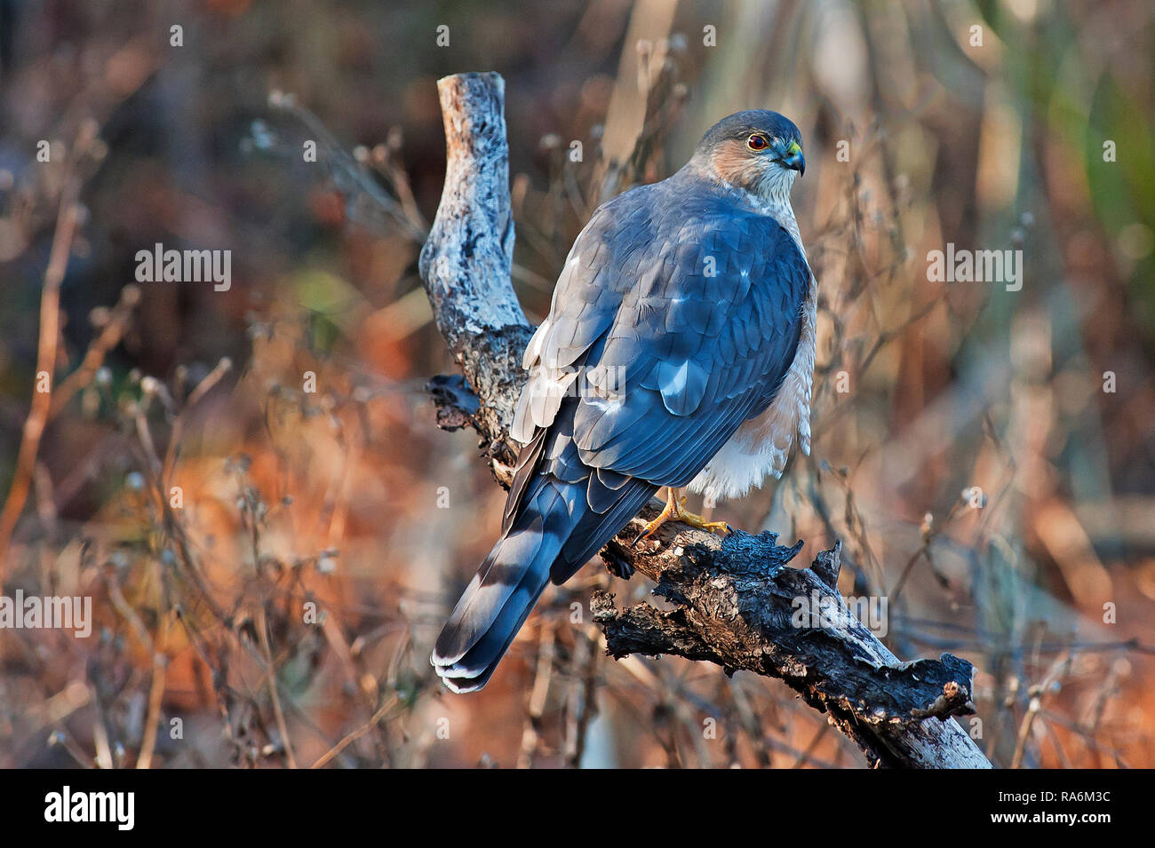 Sharp shinned hawk hi-res stock photography and images - Alamy