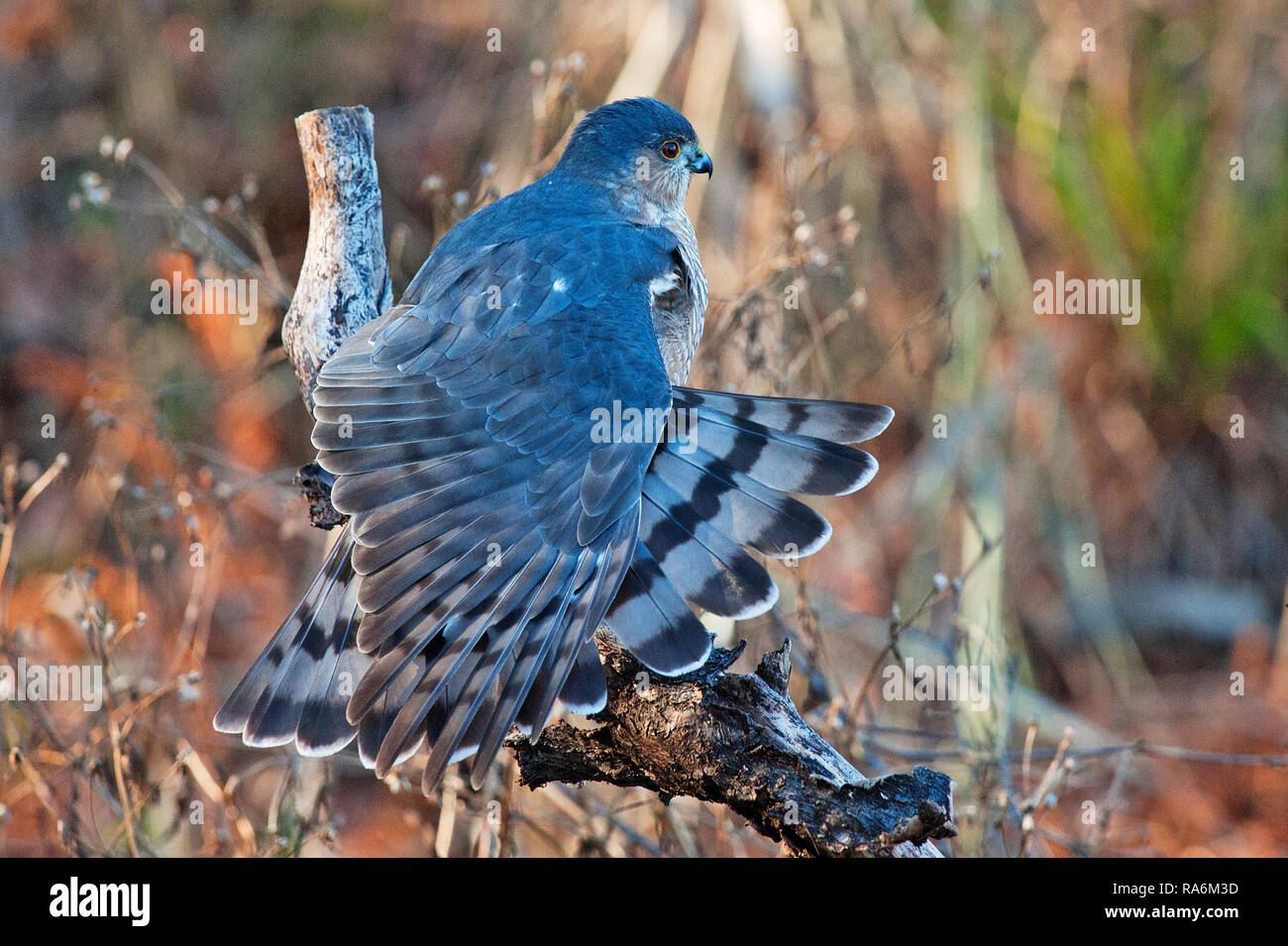 Adult sharp-shinned hawk with flared tail and wing-stretch perched in ...