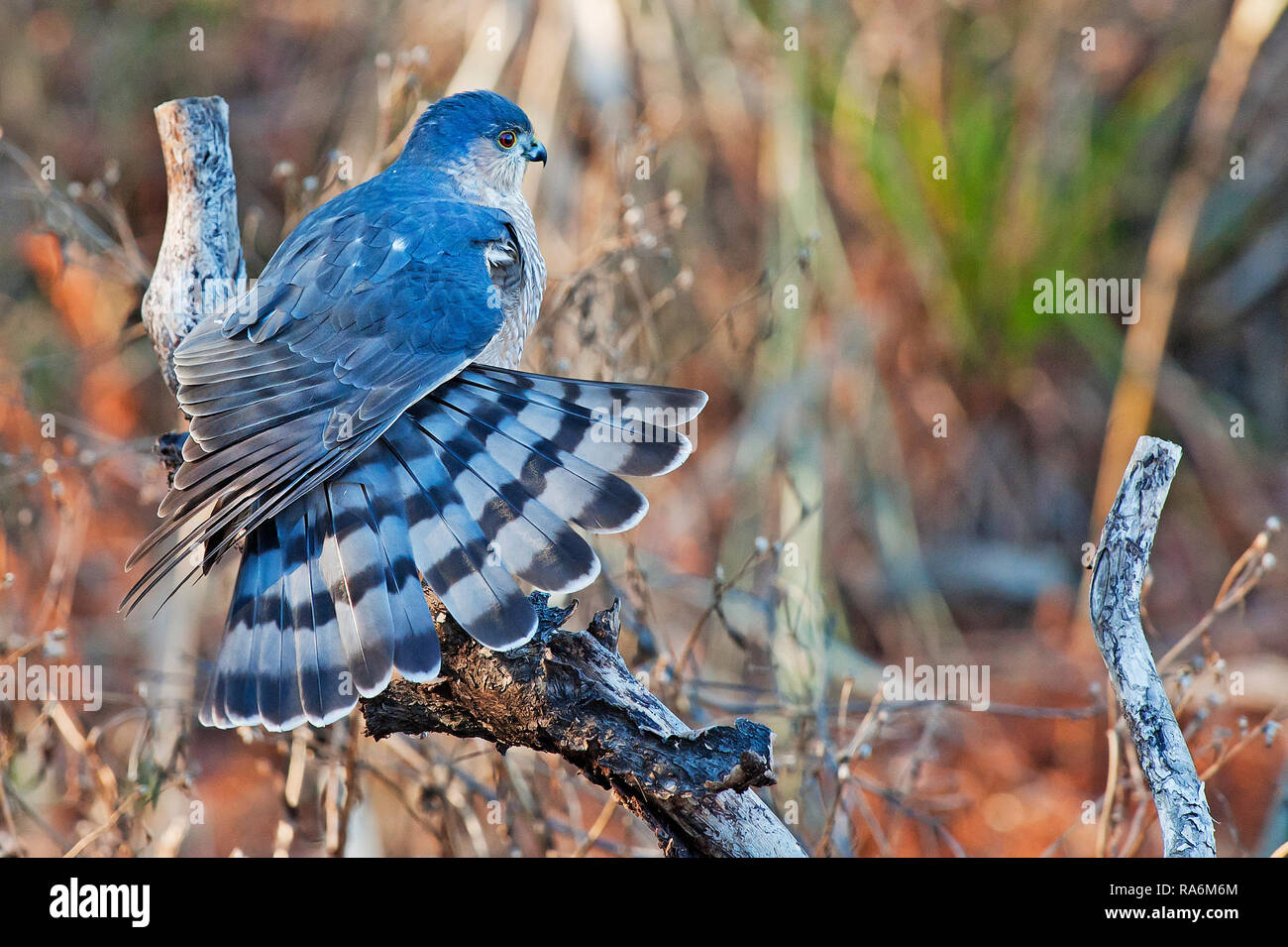 Sharp shinned hawk hi-res stock photography and images - Alamy