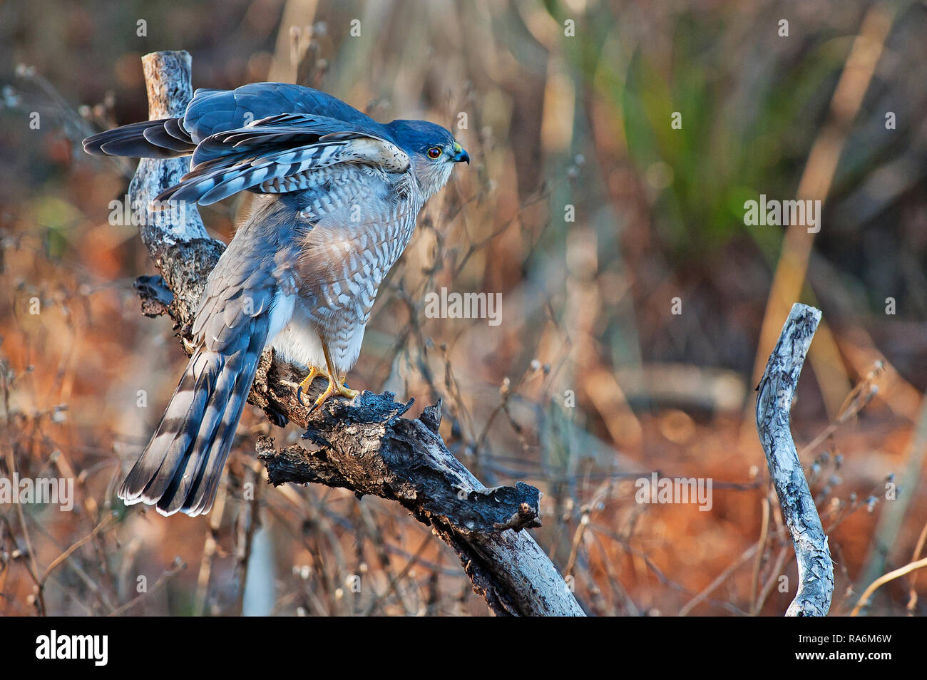 Adult sharp-shinned hawk wing-stretch perched in woodland area Stock ...
