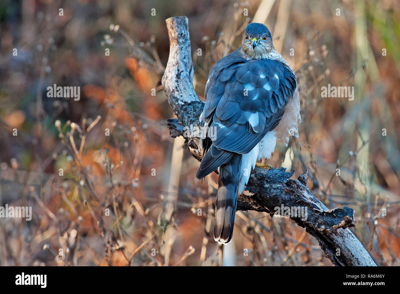 Adult sharp-shinned hawk perched in woodland area Stock Photo - Alamy