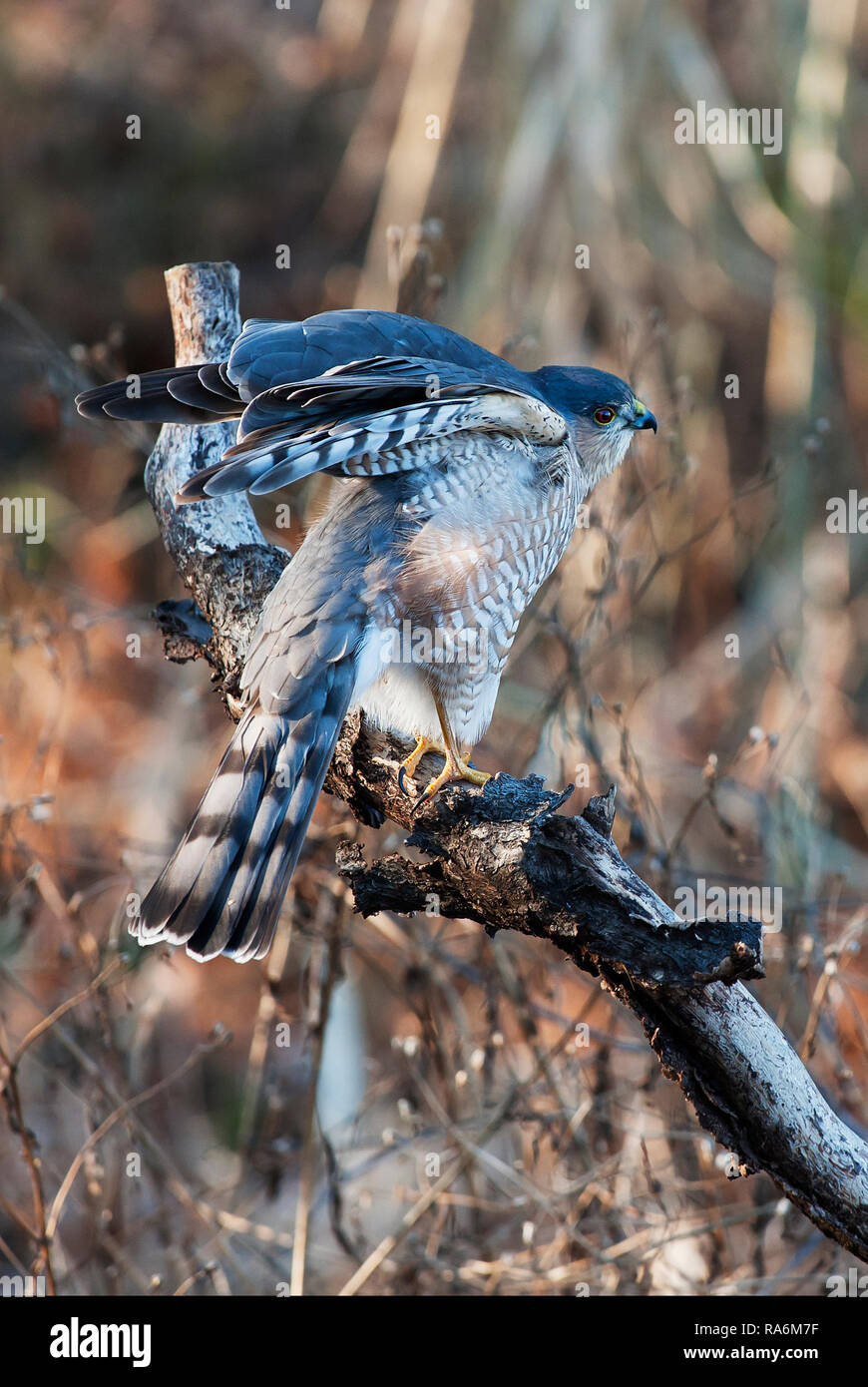 Adult sharp-shinned hawk wing-stretch perched in woodland area Stock ...