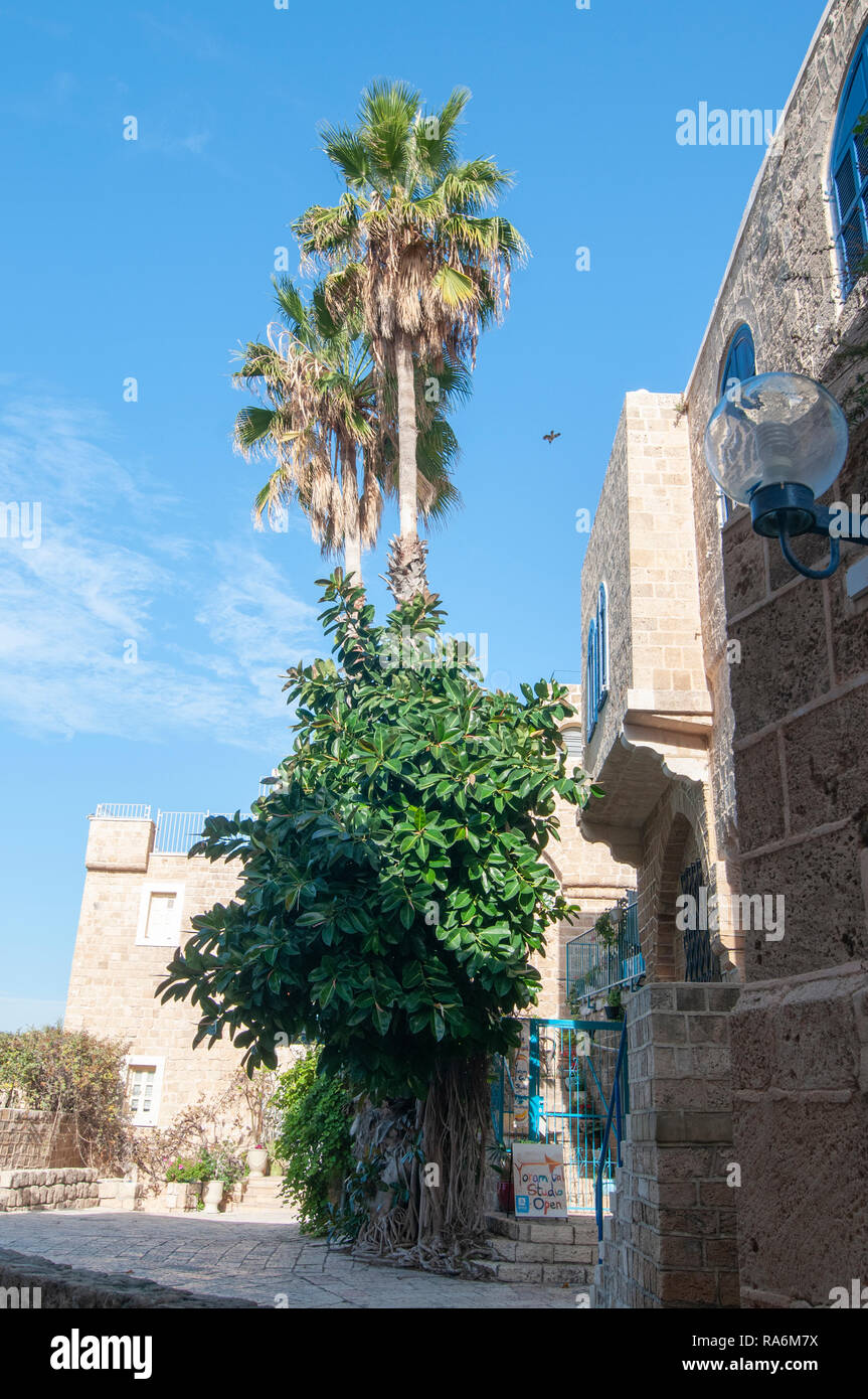 Tree sightseeing hi-res stock photography and images - Alamy