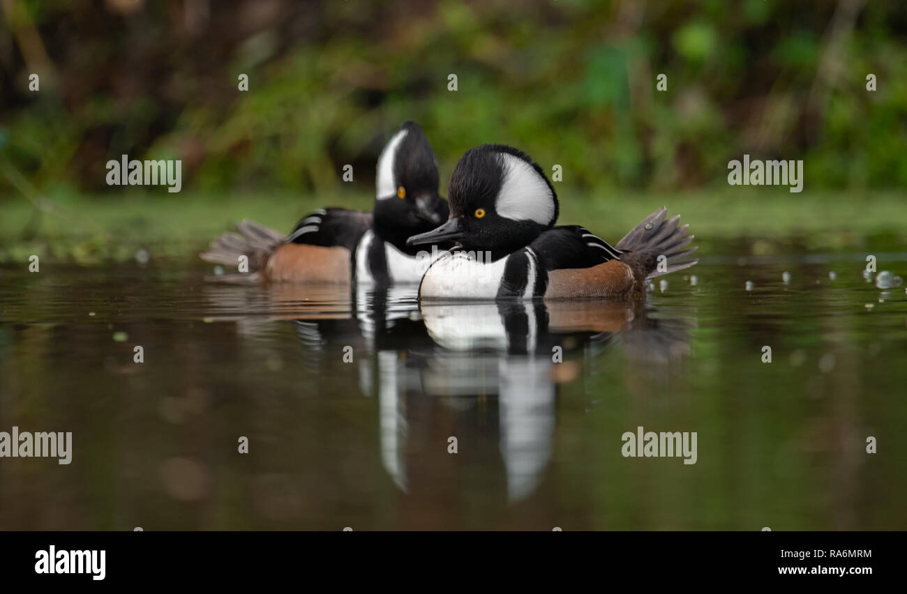 Male Drake Hooded Merganser Stock Photo - Alamy