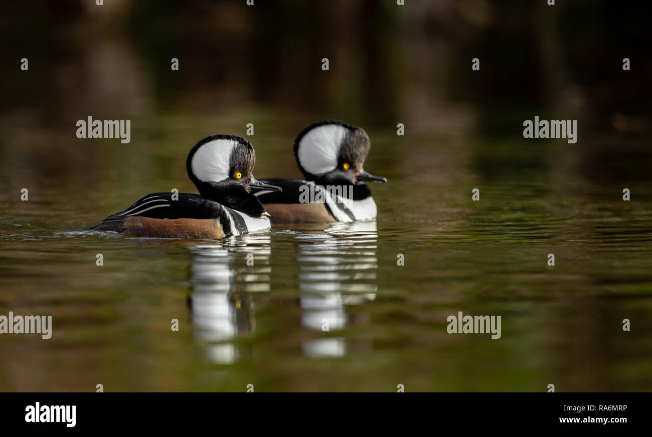 Male Drake Hooded Merganser Stock Photo - Alamy