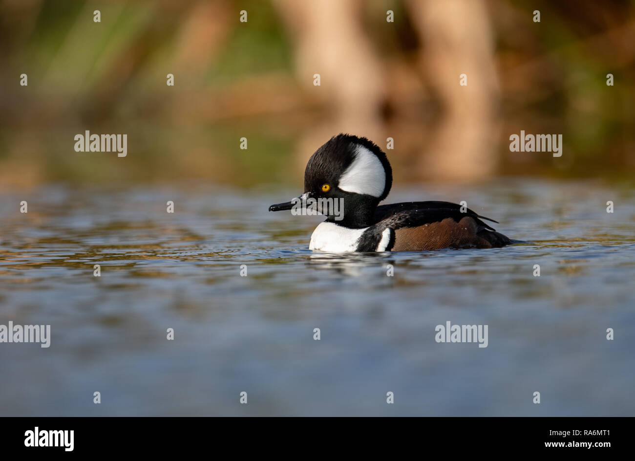 Male Drake Hooded Merganser Stock Photo - Alamy