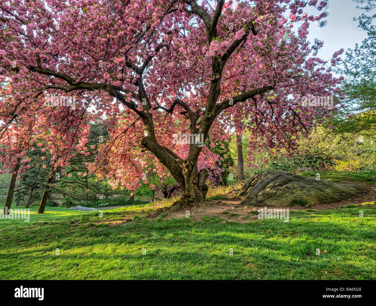 Central Park in spring with Japanese Cherry trees, early morning Stock ...