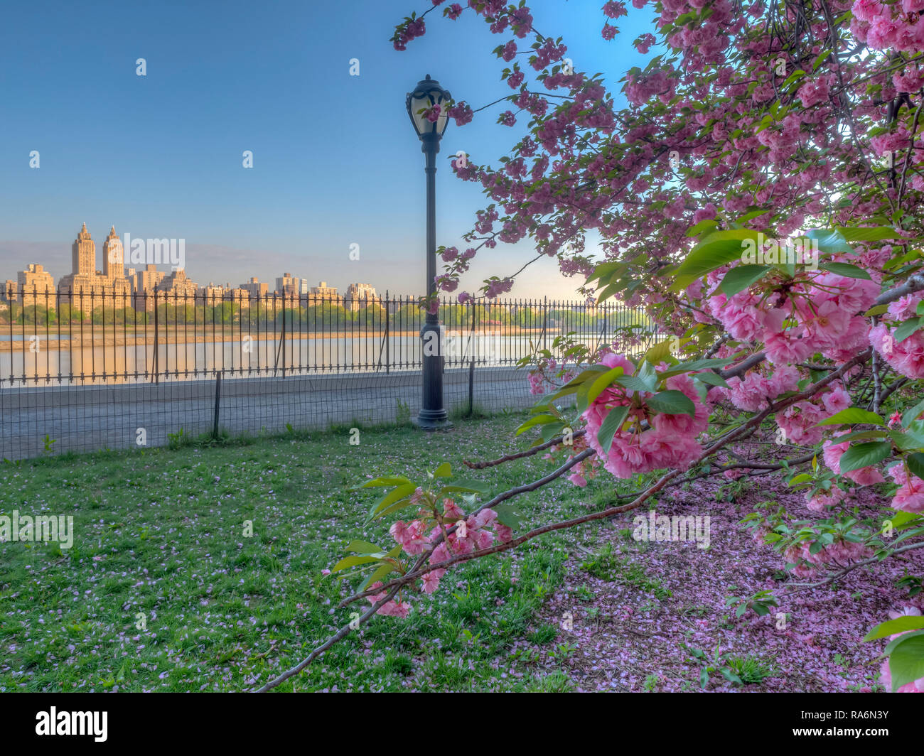 Central Park in spring with Japanese Cherry trees, early morning Stock ...