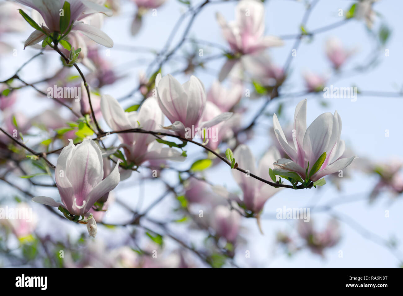 Pink magnolia flowers on spring twigs. Springtime nature background ...