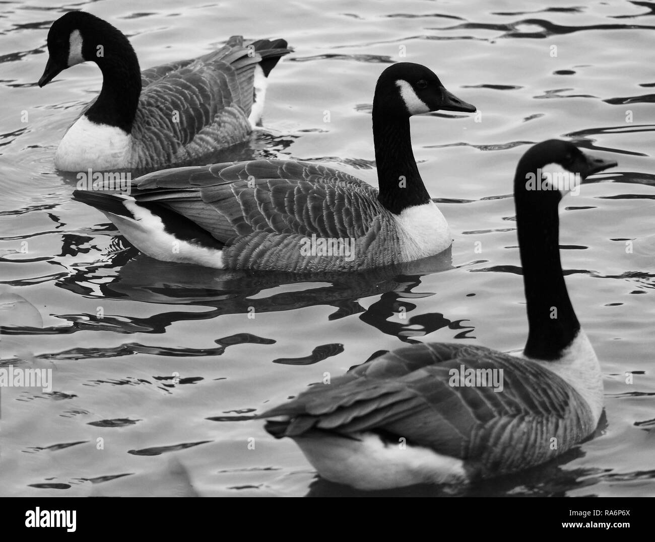 Black and white geese hi-res stock photography and images - Alamy