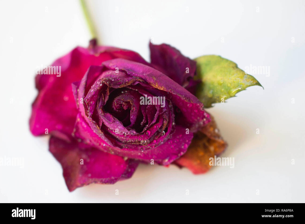 Red wilting rose hi-res stock photography and images - Alamy