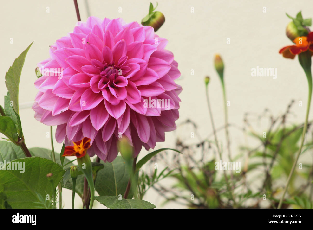 Bright gardan ideas hi-res stock photography and images - Alamy