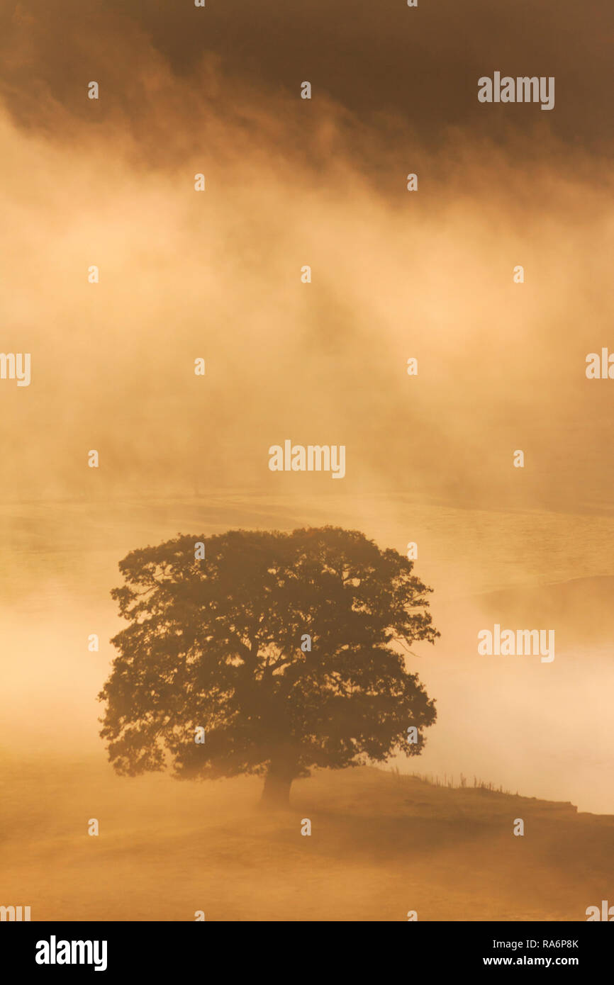 Meadow oak morning spring hi-res stock photography and images - Alamy