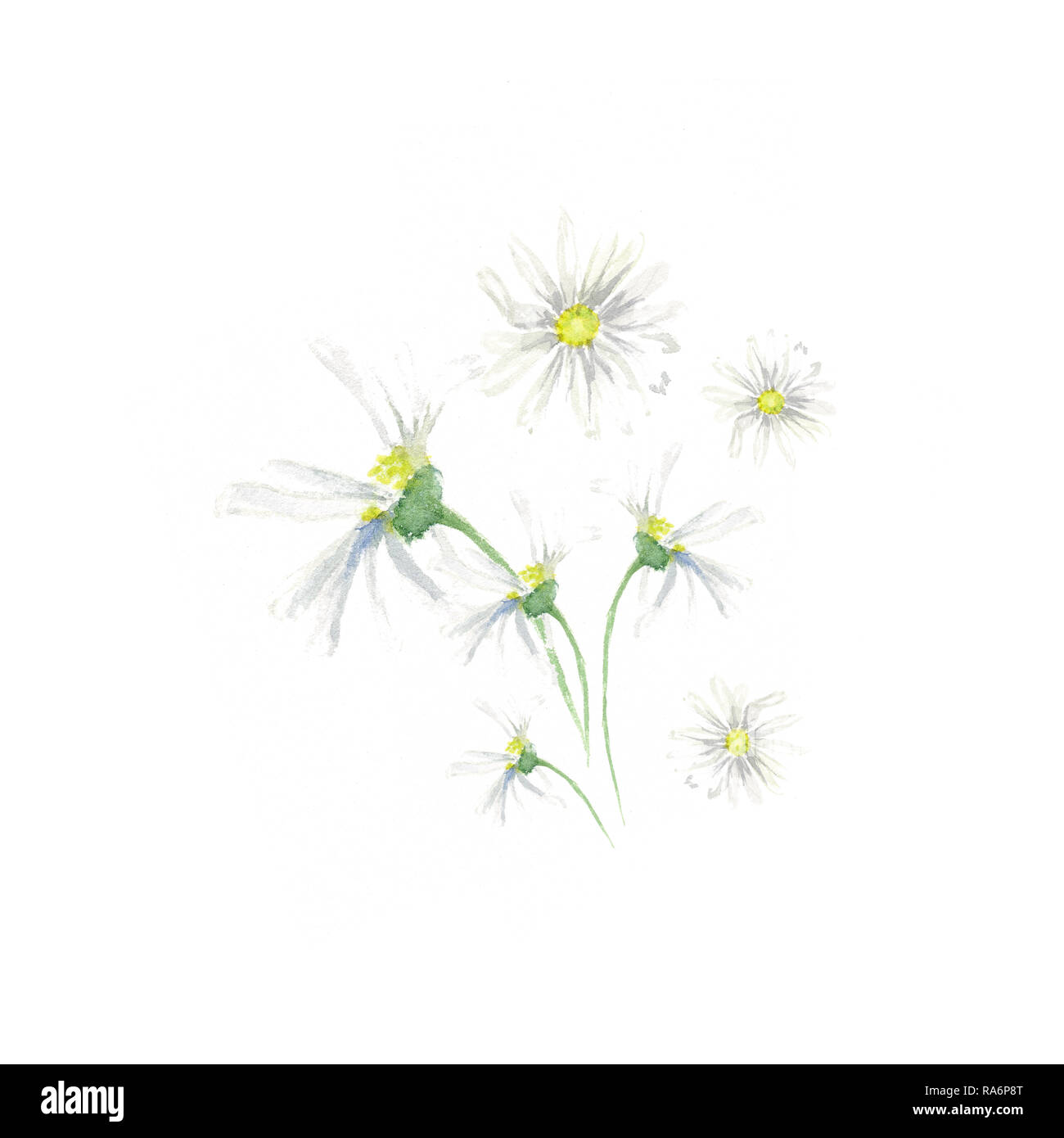 Hand drawn watercolor camomile with green leaves set, isolated on white ...