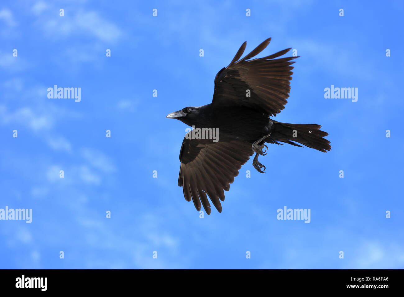 Raven in flight Stock Photo - Alamy