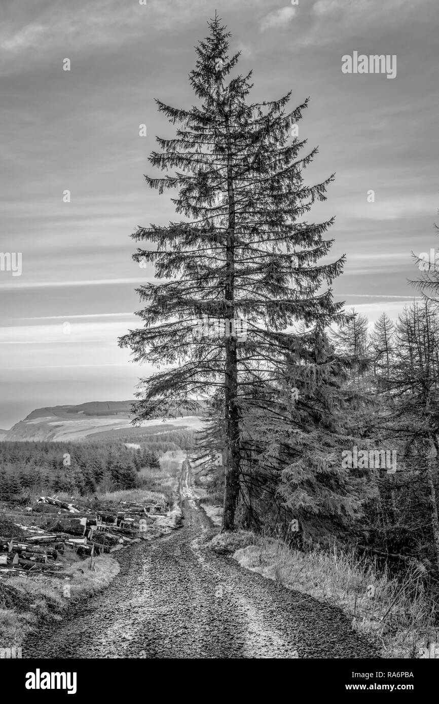 Logging Black and White Stock Photos & Images - Alamy