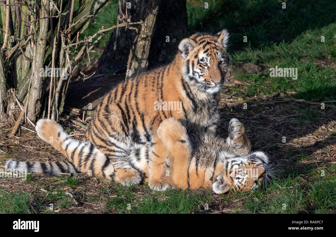 Tiger Cubs High Resolution Stock Photography and Images - Alamy