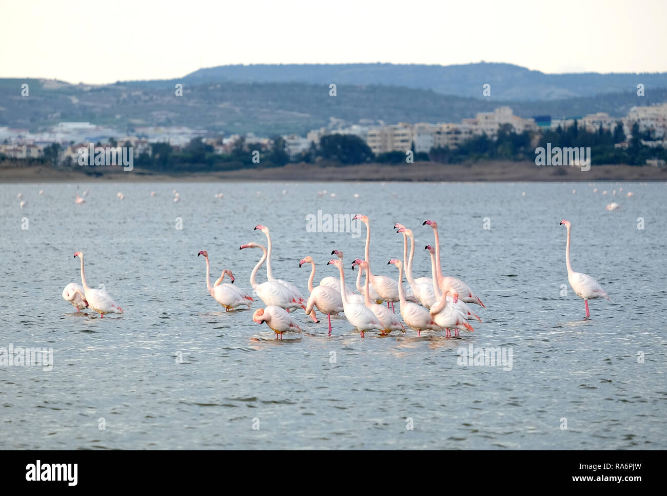 Landscape with group of pink flamingos on the Salt Lake in Larnaca ...