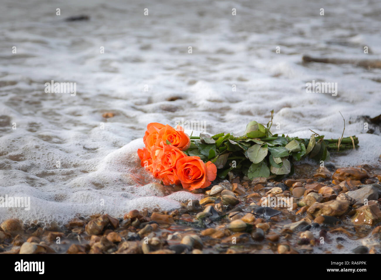 Loving memory rose hi-res stock photography and images - Alamy