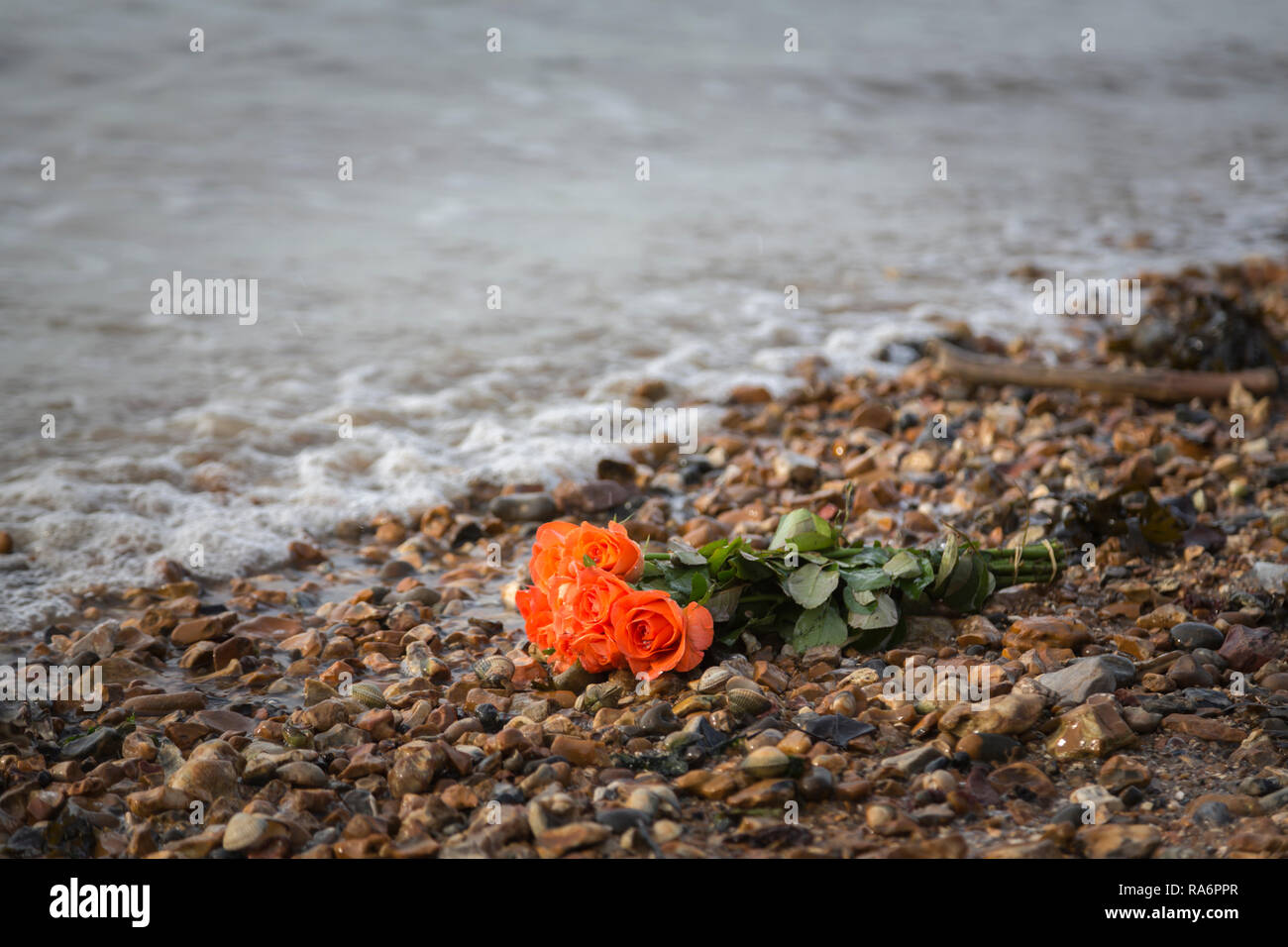Loving memory rose hi-res stock photography and images - Alamy