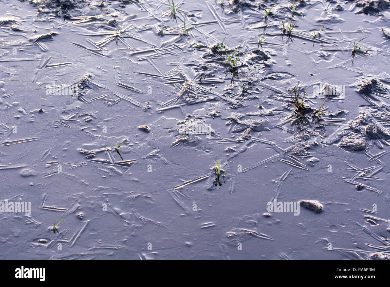 Frozen over puddle in wnter Stock Photo - Alamy