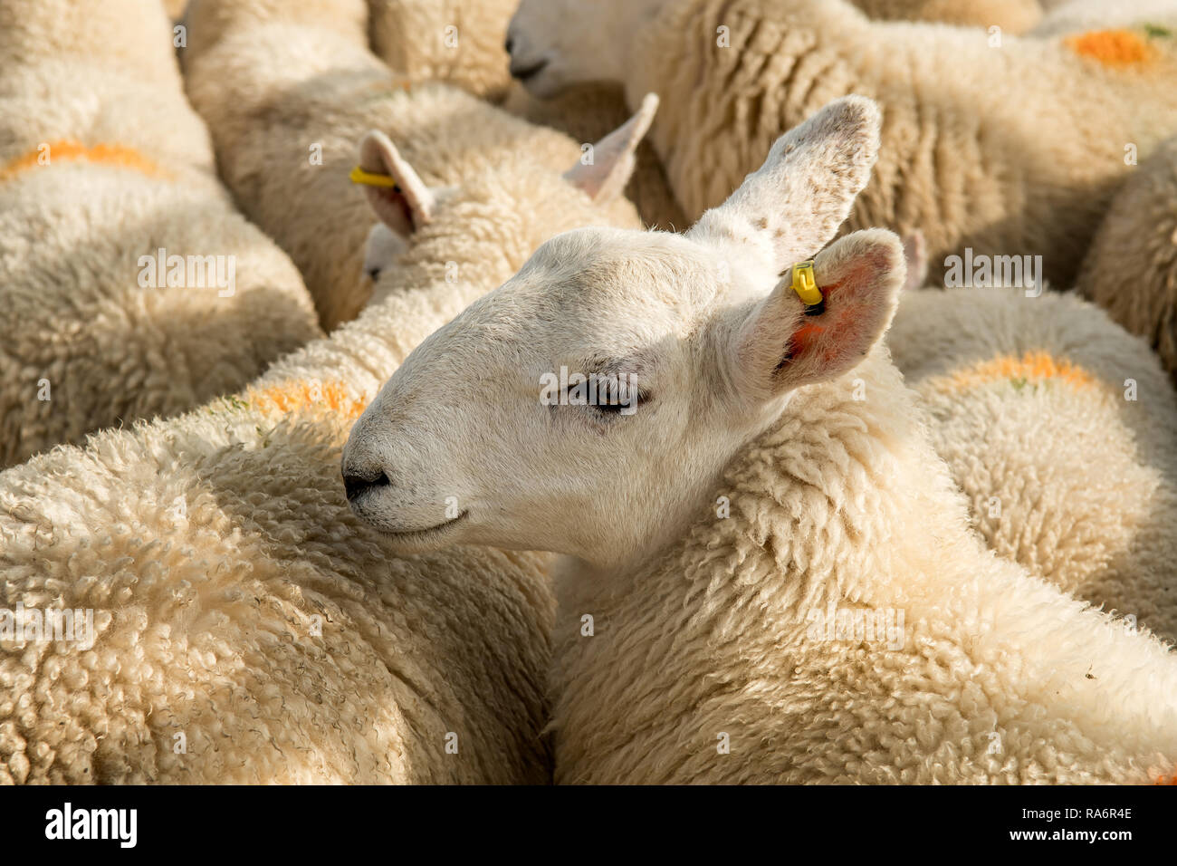 Flock Of Curious White Sheep With Cosy Wool In Scotland Stock Photo - Alamy